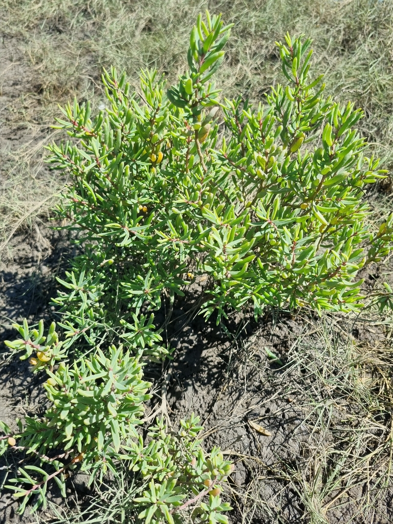 Suaeda arbusculoides from Bowen QLD 4805, Australia on August 18, 2023 ...