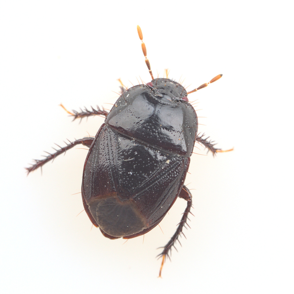 Pangaeus punctilineus from McAllen, TX, USA on March 11, 2018 by Graham ...