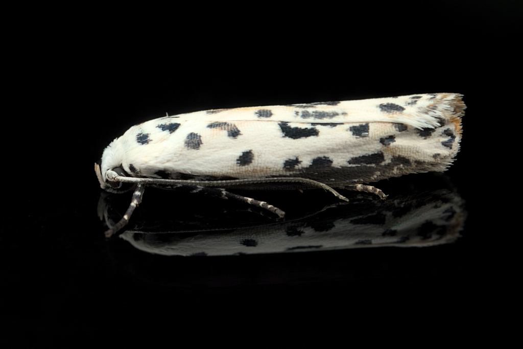 Ethmia bittenella from McAllen, TX, USA on March 10, 2018 by Graham Montgomery. https://bugguide ...