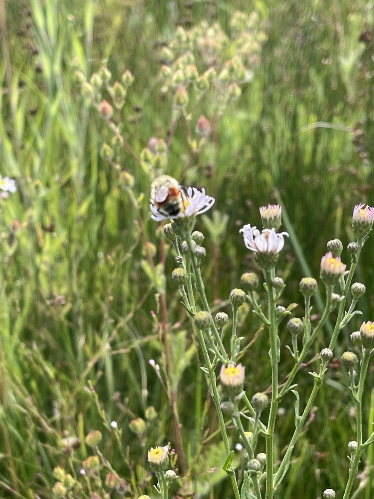 Red-belted Bumble Bee from Mammoth Lakes, CA, US on August 14, 2023 at ...
