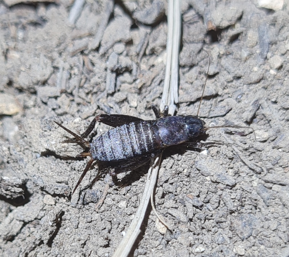 Brown Scale-cricket from 13540 Aix-en-Provence, France on August 18 ...