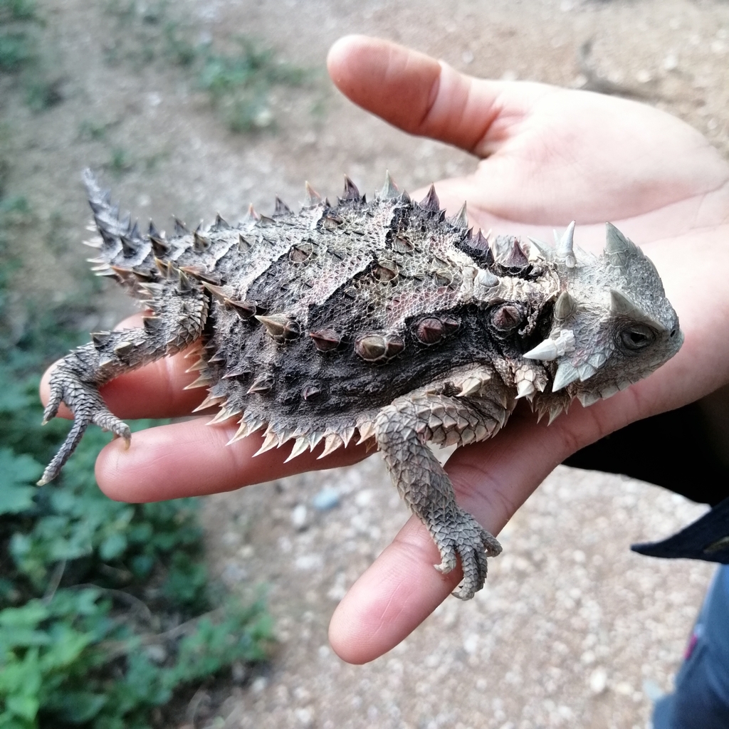 Giant Horned Lizard from 70115 Oax., México on November 16, 2019 at 04:19 PM by Nastienka Yael ...