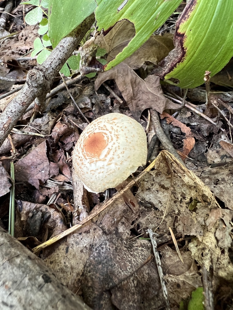 Lepiota from Haisley, Ann Arbor, MI, US on August 18, 2023 at 02:02 PM ...