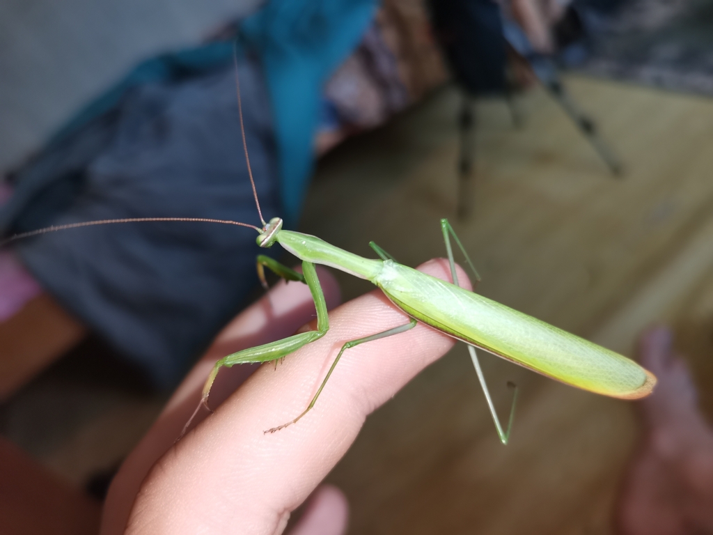 European Mantis from Приморский край, Россия, 692707 on August 19, 2023 ...