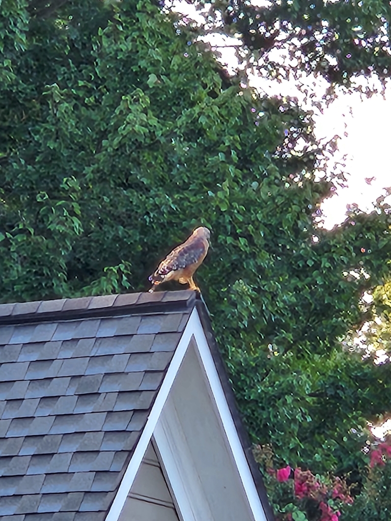 Red-shouldered Hawk from Woodstock, GA, USA on August 18, 2023 at 07:13 ...