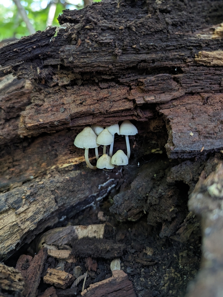 clustered bonnet from Barada, NE, USA on August 18, 2023 at 04:52 PM by ...