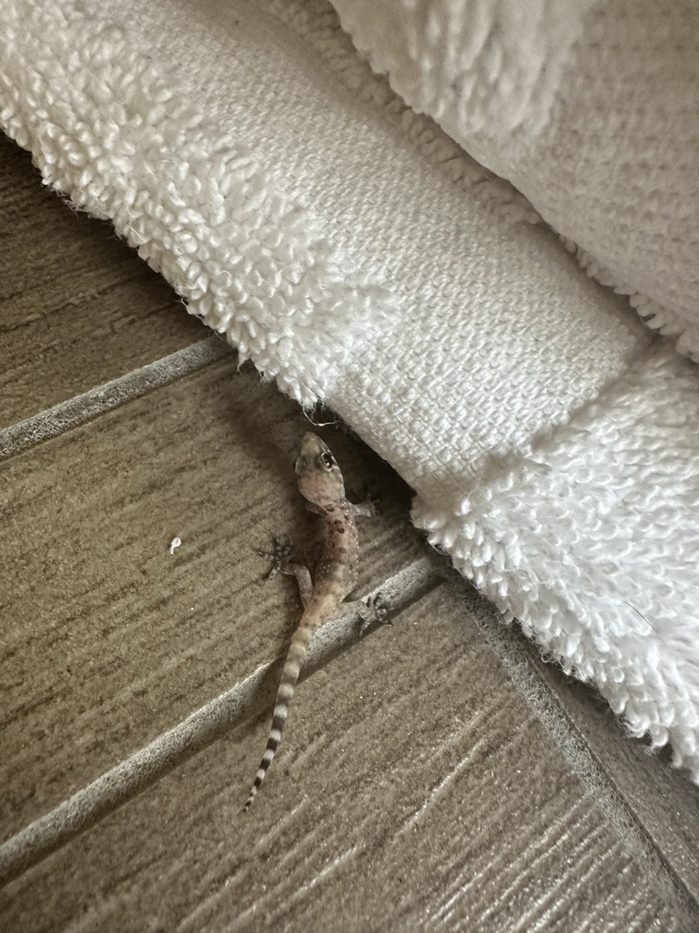 Mediterranean House Gecko from S Durrette Dr, Houston, TX, US on August ...