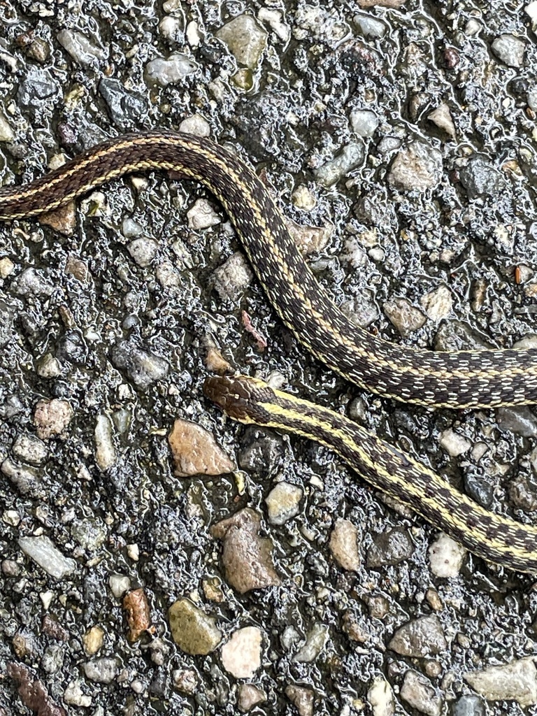 Common Garter Snake from Green Mountain and Finger Lakes National ...
