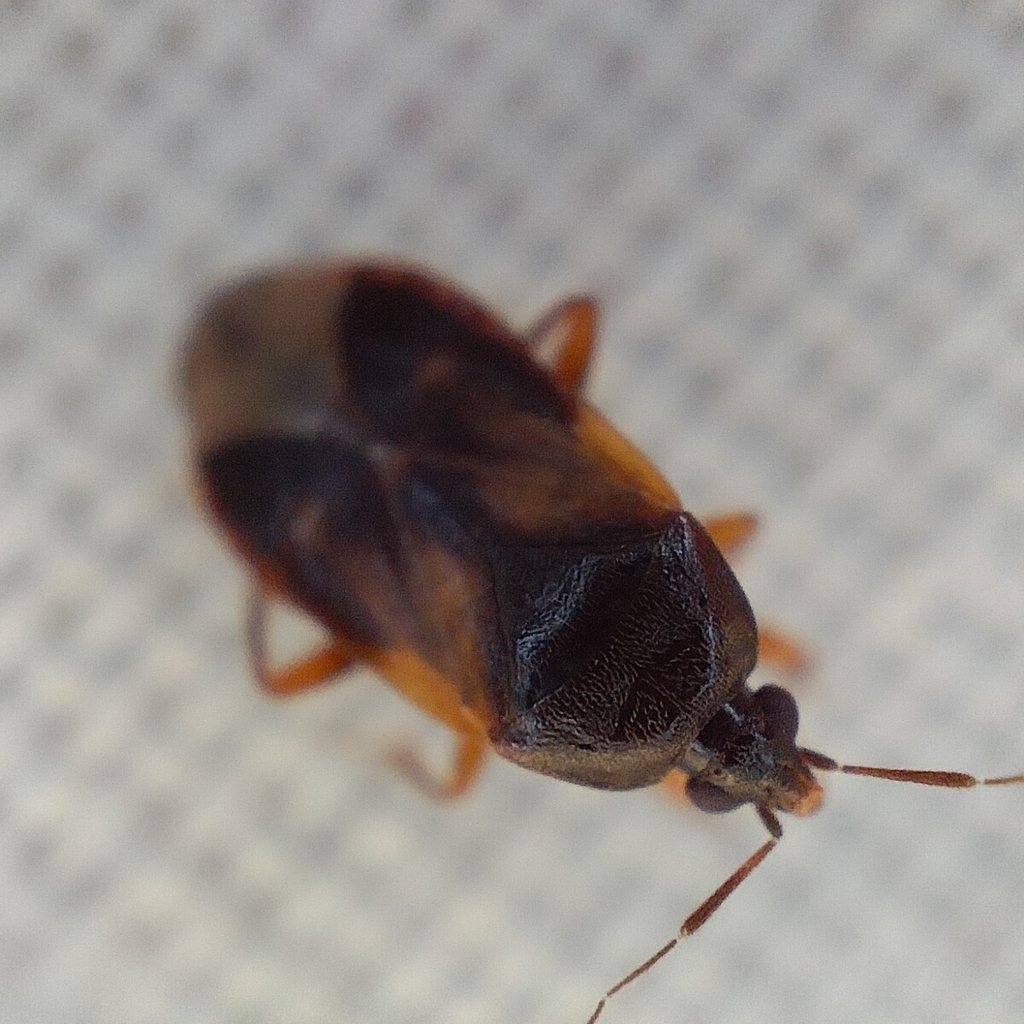 insidious flower bug from Temuco, Araucanía, Chile on April 8, 2023 at ...