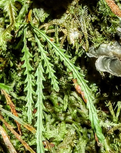 Toothed Snailfern (Cochlidium serrulatum) · iNaturalist