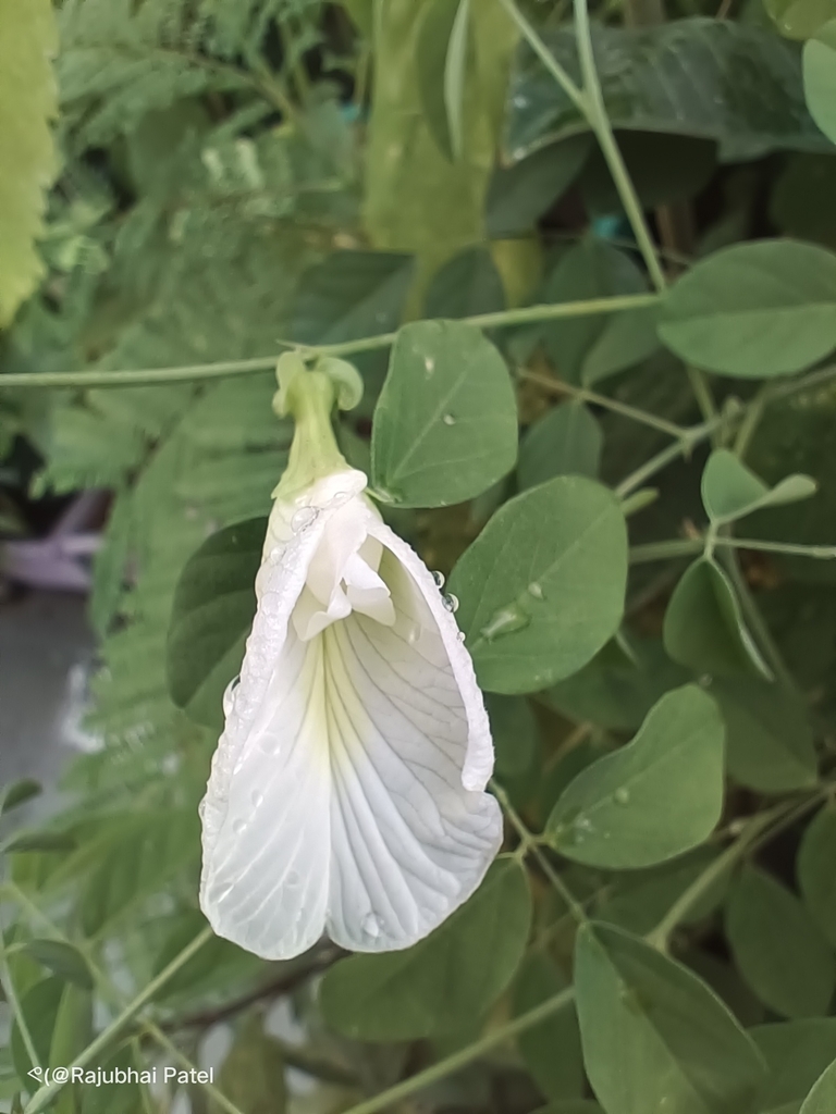 White Butterfly Pea or Asian Pigeonwings from 10, New Navjyot Society ...