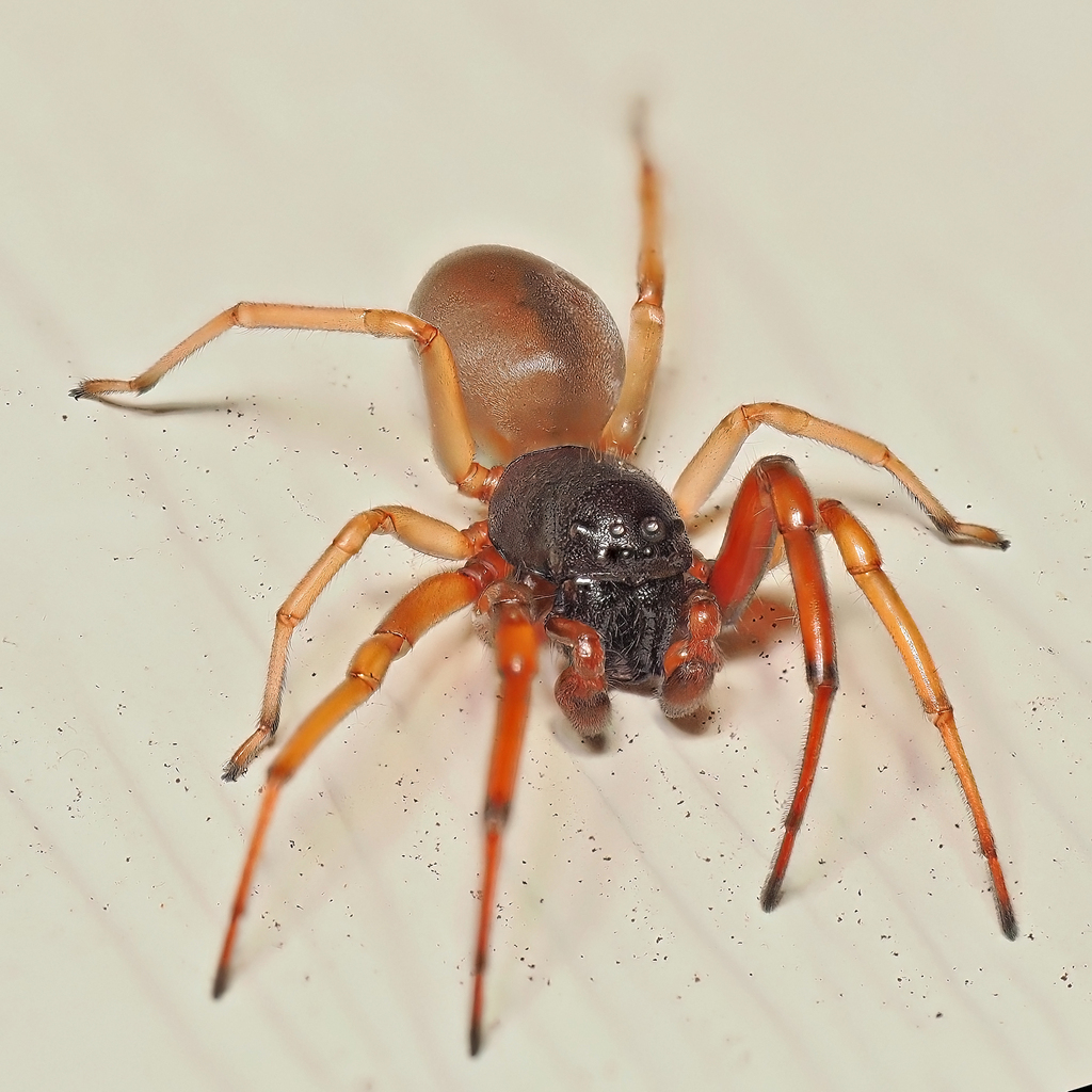 Broad-faced Sac Spider from 1111 Clark County, OH, USA on August 18 ...