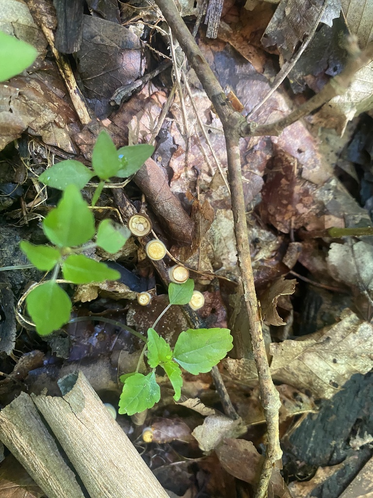 Crucibulum parvulum from Nashville, IN, US on August 16, 2023 at 09:55 ...