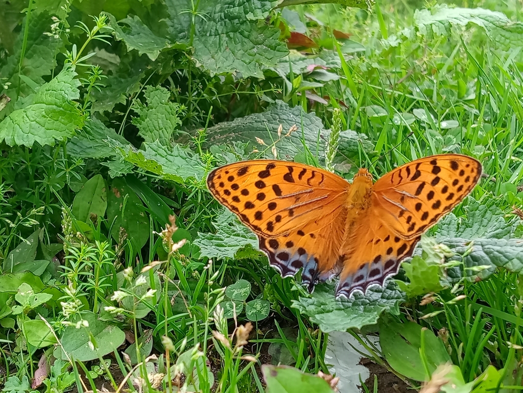Large Silverstripe from CQ34+C23, Phungling 57500, Nepal on June 23 ...