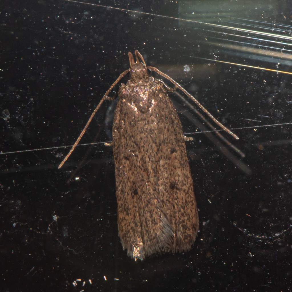 Juniper Tip Moth from Anne Arundel County, MD, USA on August 3, 2023 at ...
