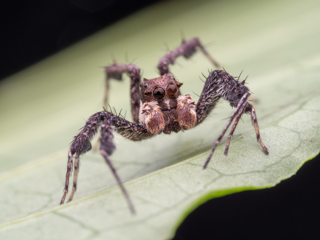 Dandy Spiders from Java, Bogor, West Java, ID on August 19, 2023 at 12: ...