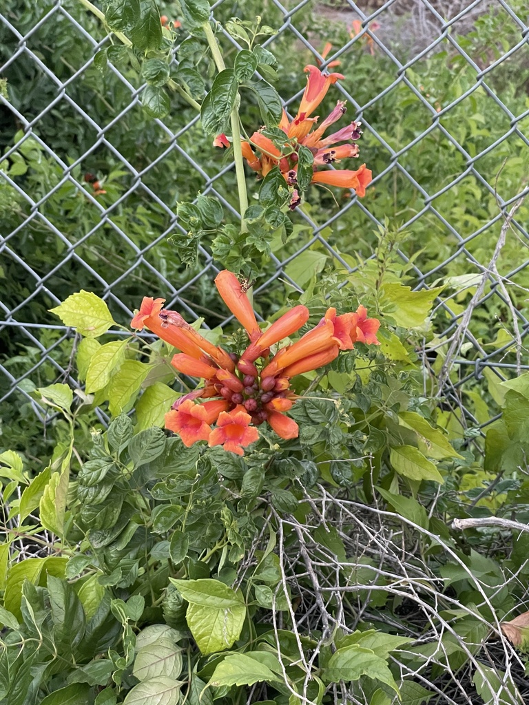 American trumpet vine from Texas Tech University, Lubbock, TX, US on ...