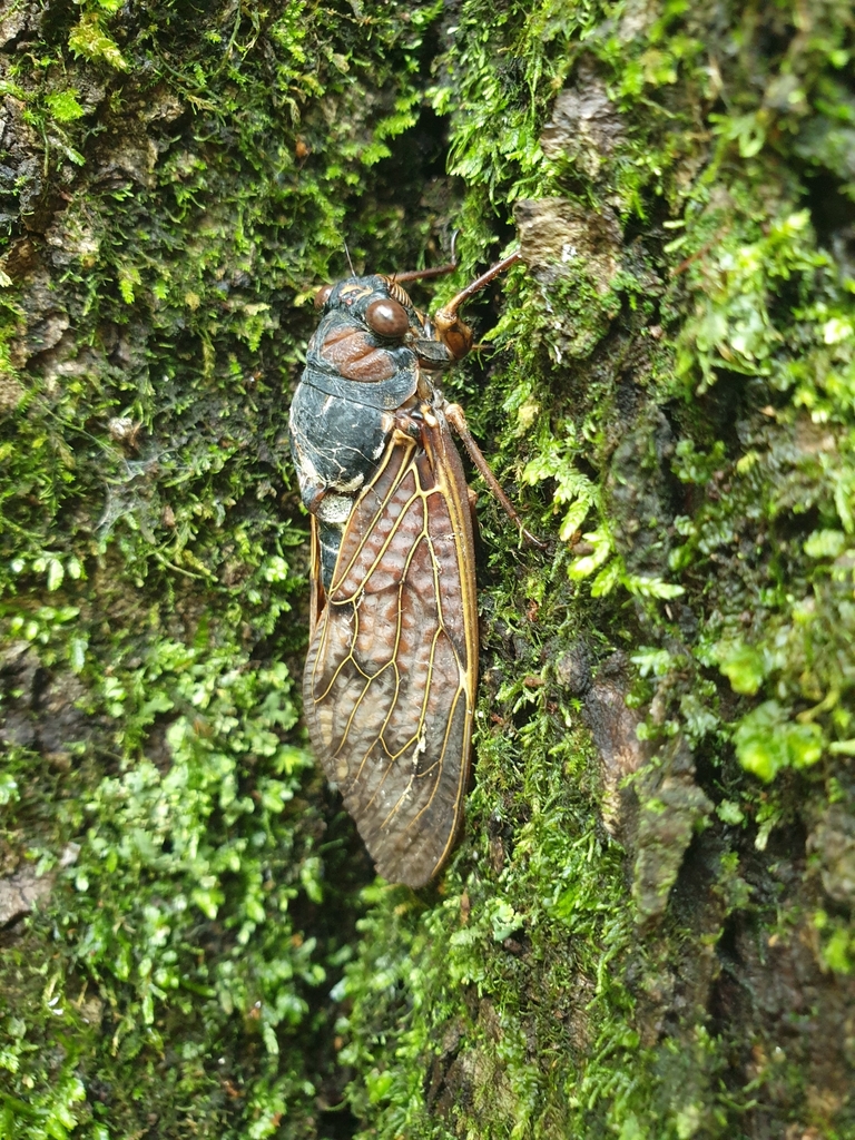 Large Brown Cicada from 대한민국 경기도 포천시 on August 19, 2023 at 11:26 AM by ...
