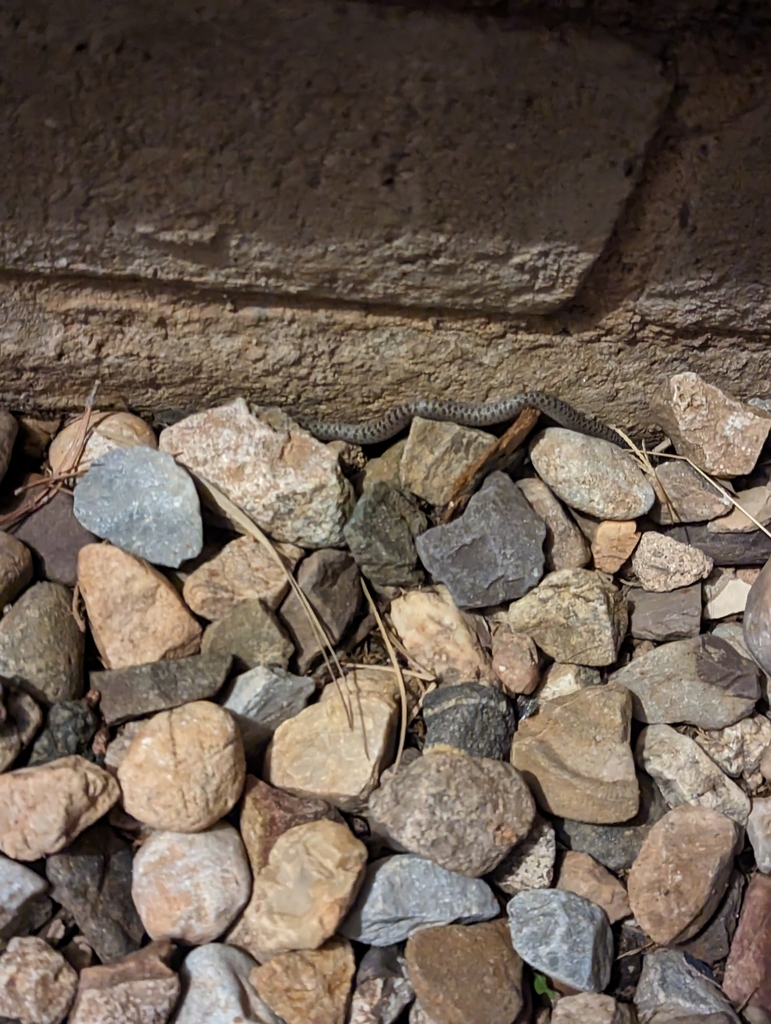 Night Snakes from Sierra Vista, AZ 85650, USA on August 18, 2023 at 08: ...