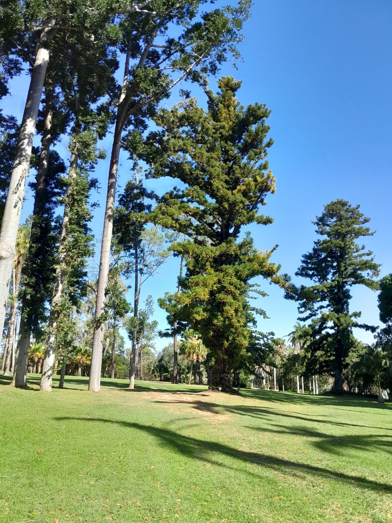 Hoop pine from Rockhampton Botanic Gardens on August 19, 2023 at 01:54 ...