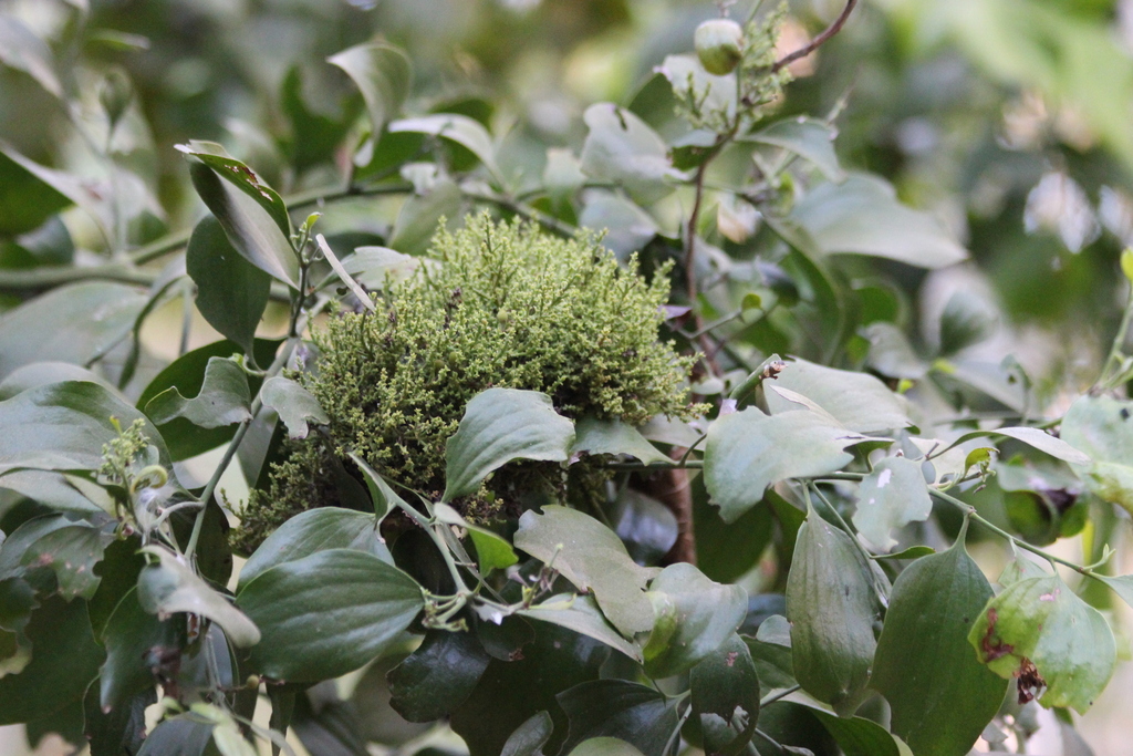 Broad Leaved Native Cherry from Darwin NT, Australia on August 19, 2023 ...