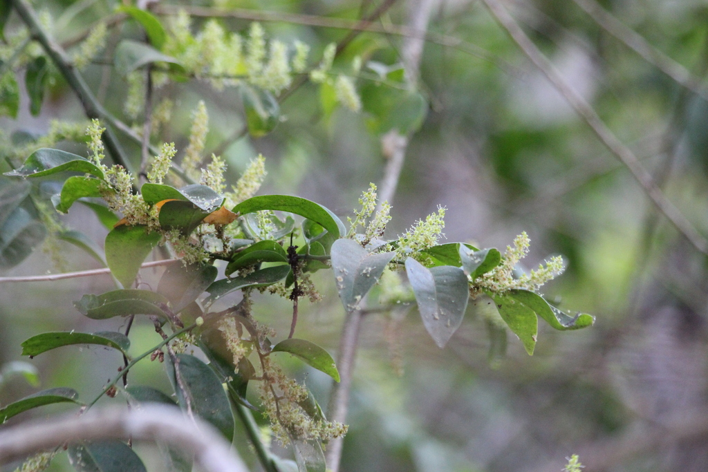 dicots from Darwin NT, Australia on August 19, 2023 at 09:47 AM by ...