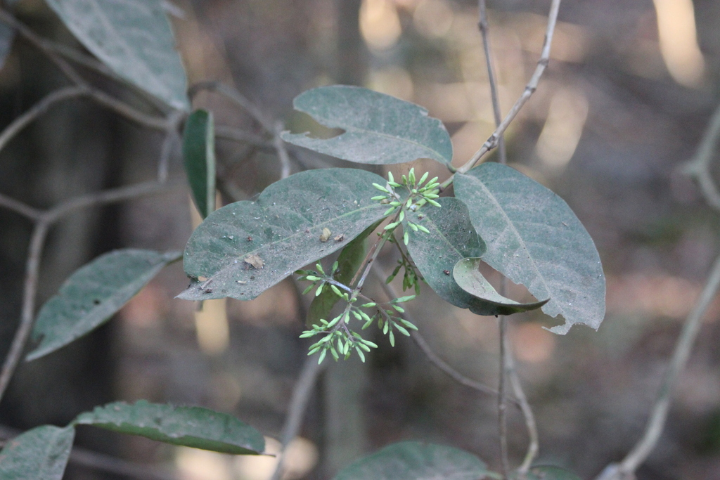 Ixora timorensis from Darwin NT, Australia on August 19, 2023 at 09:51 ...