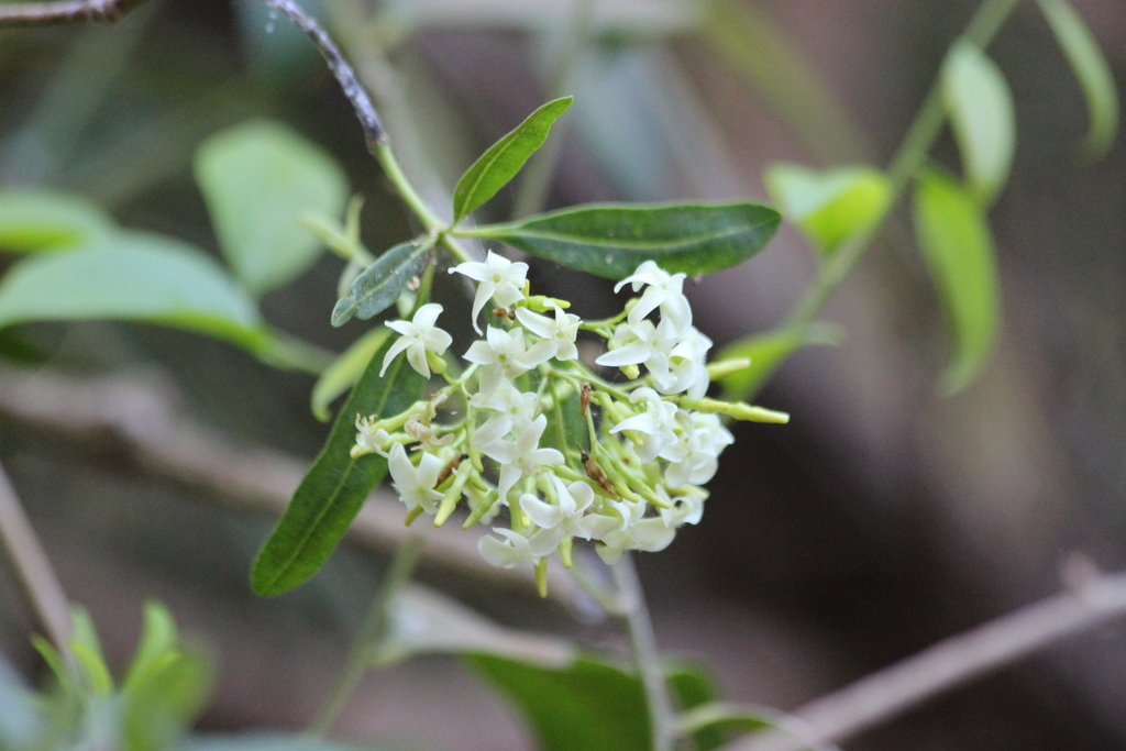 Northern Milkwood from Darwin NT, Australia on August 19, 2023 at 09:52 ...