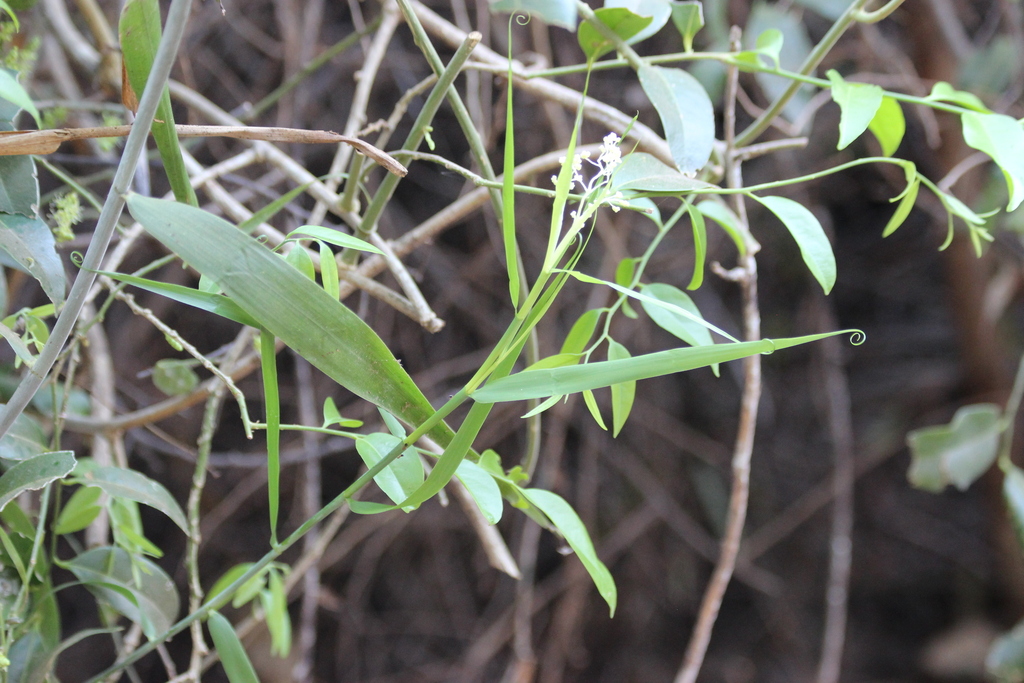 Indian Bushcane from Darwin NT, Australia on August 19, 2023 at 09:57 ...