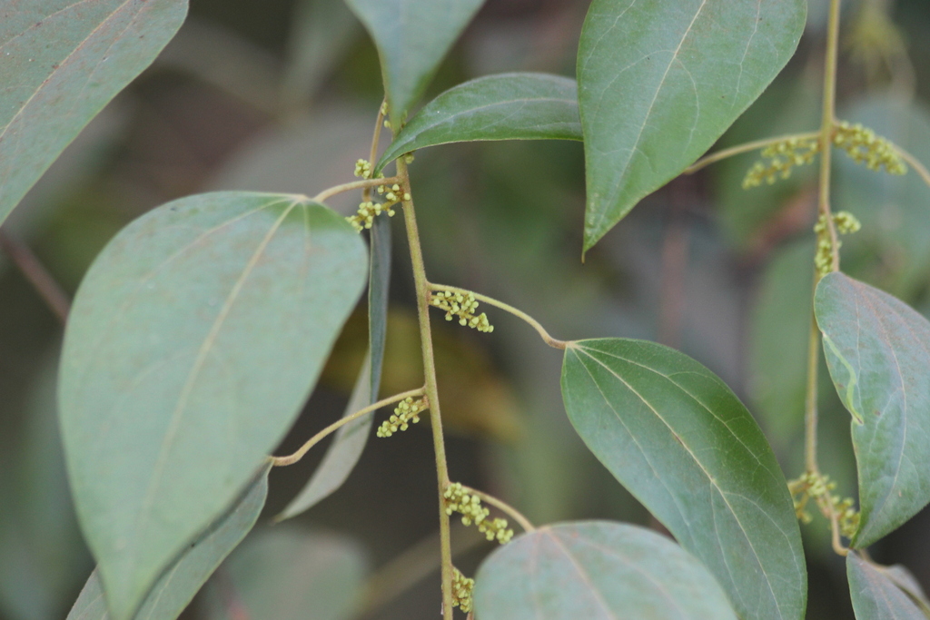 Pachygone ovata from Darwin NT, Australia on August 19, 2023 at 10:02 ...