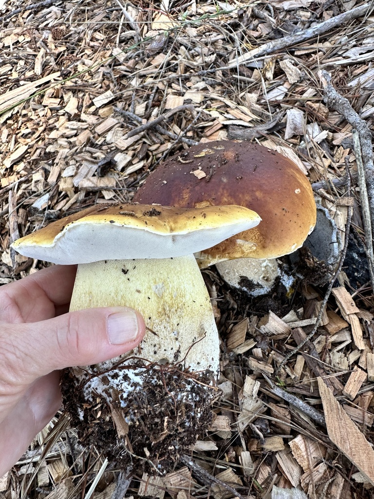 King Bolete in August 2023 by Rachel Royce · iNaturalist