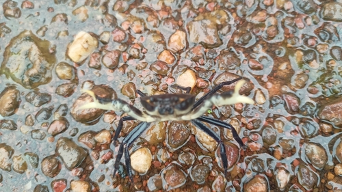 Genus Kani · iNaturalist