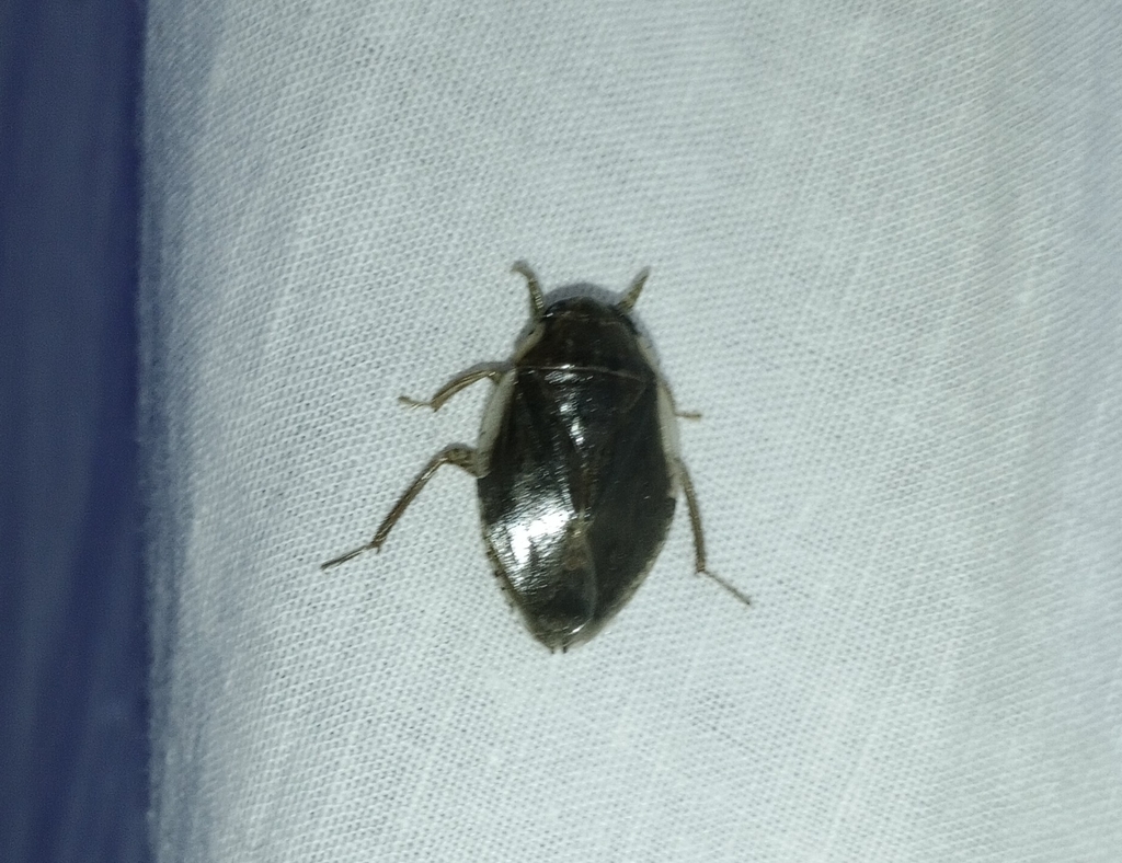 Diplonychus from Nutan Pally, Purba Barisha, Kolkata, West Bengal ...