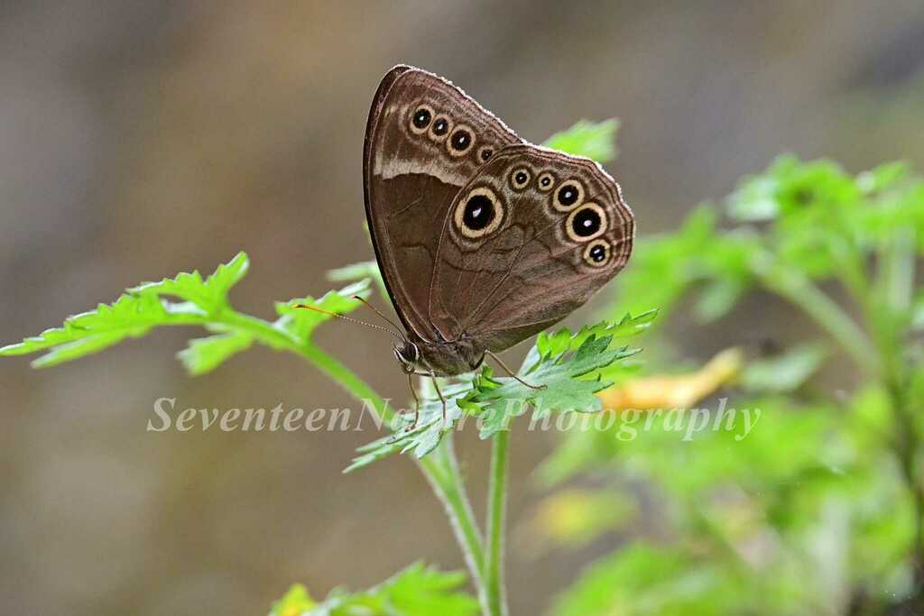 Lethe marginalis in August 2023 by 石柒 · iNaturalist