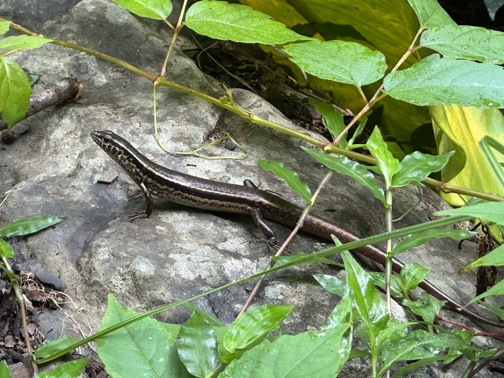 Indian Forest Skink from Taiwan, 烏來, NWT, TW on August 12, 2023 at 10: ...