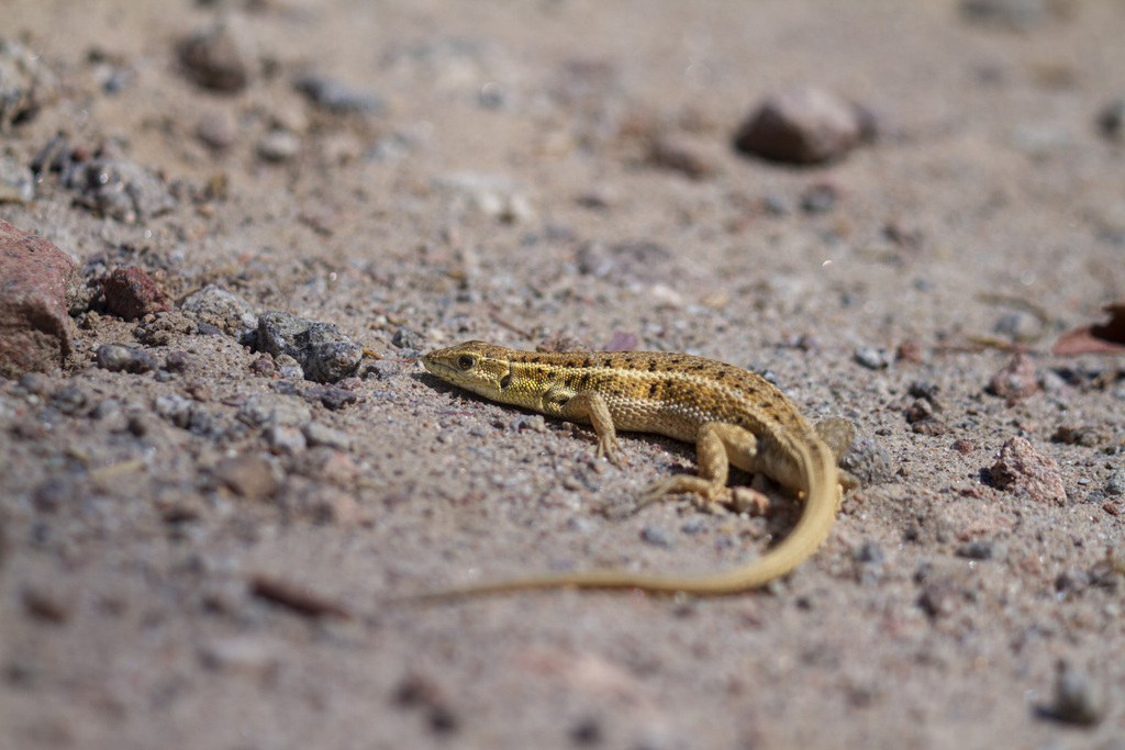 Snake-eyed Lizard from İzmir, Türkiye on August 17, 2023 by Erim Erot ...