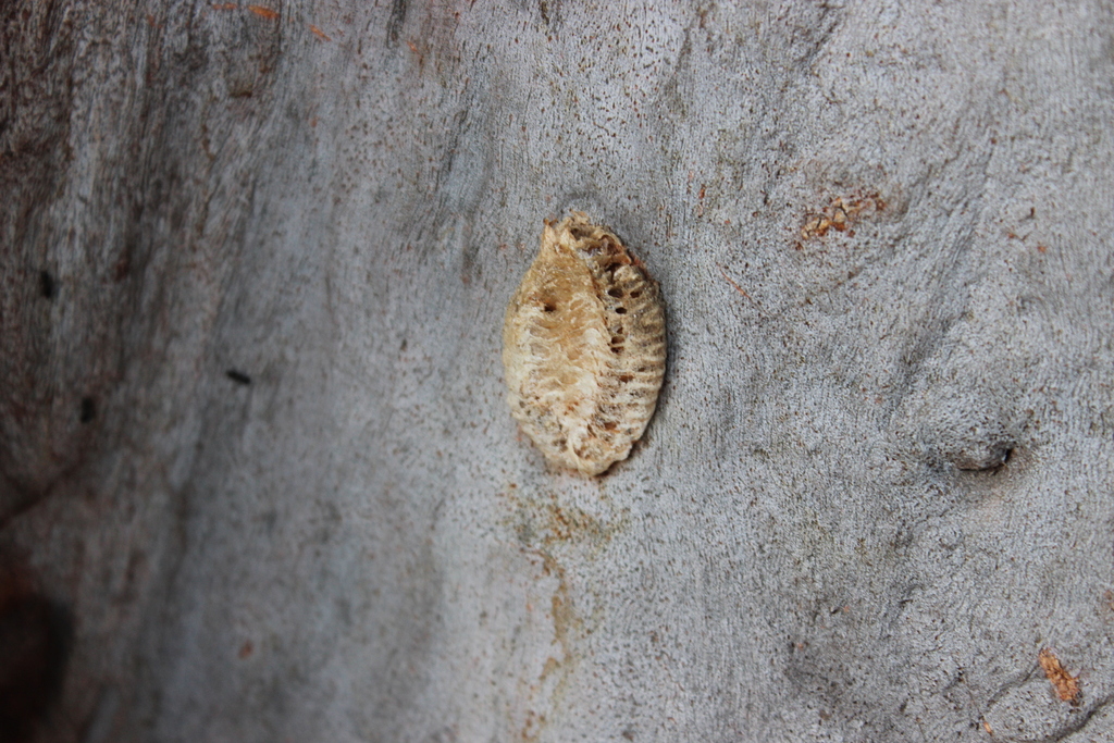 Australian Stick Mantis from Brisbane QLD, Australia on August 19, 2023 ...