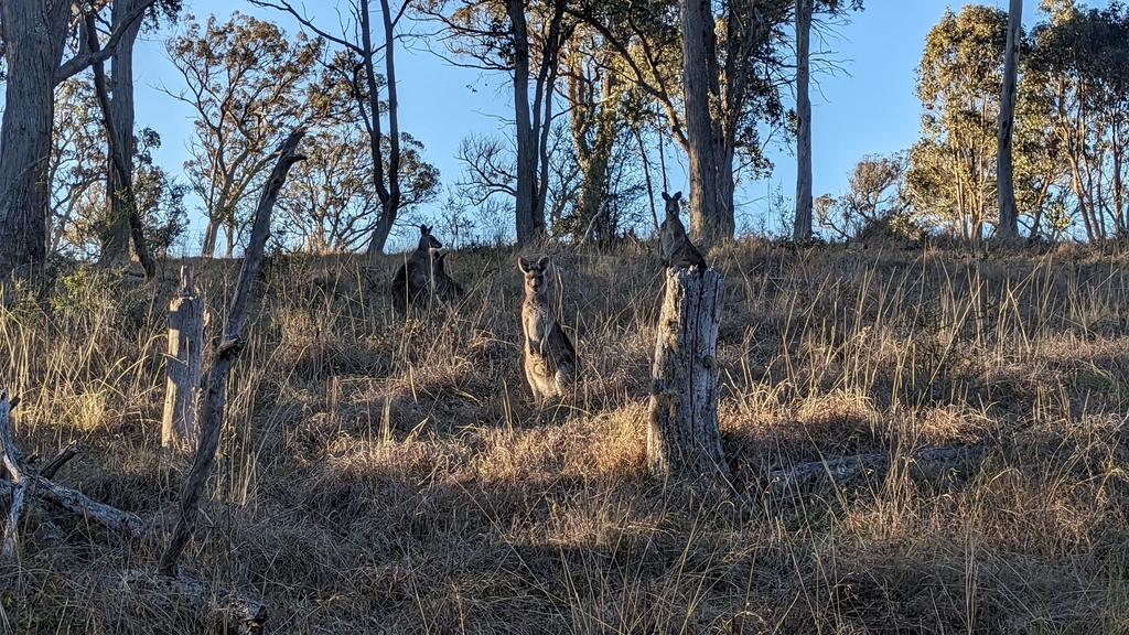 Eastern Grey Kangaroo from CR34+CC, Metz NSW 2350, Australia on August ...