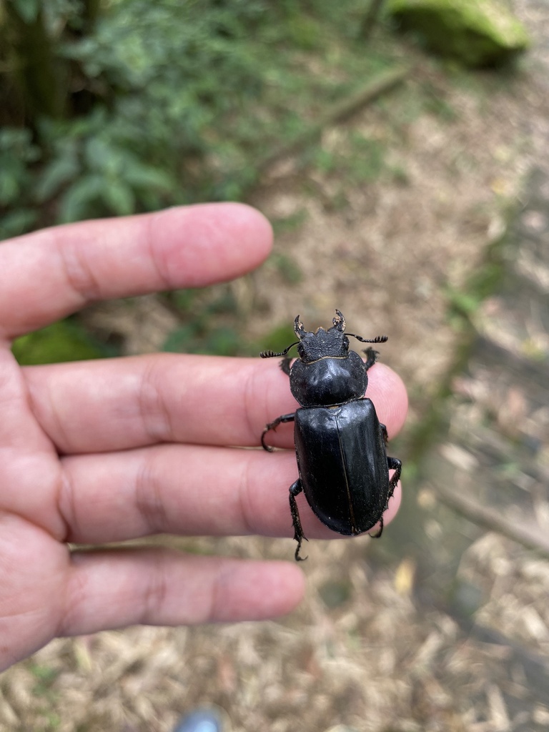Lucanus from 臺灣島, 古坑鄉, YUN, TW on August 19, 2023 at 10:45 AM by 蕭玉鳳 ...