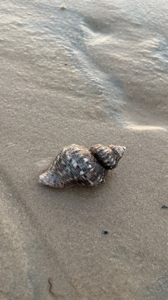 Hays' Rocksnail from Gulfport on August 19, 2023 at 06:22 AM by ebb34 ...