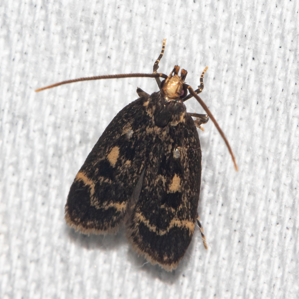 Square-spotted Martyringa Moth from Anne Arundel County, MD, USA on ...