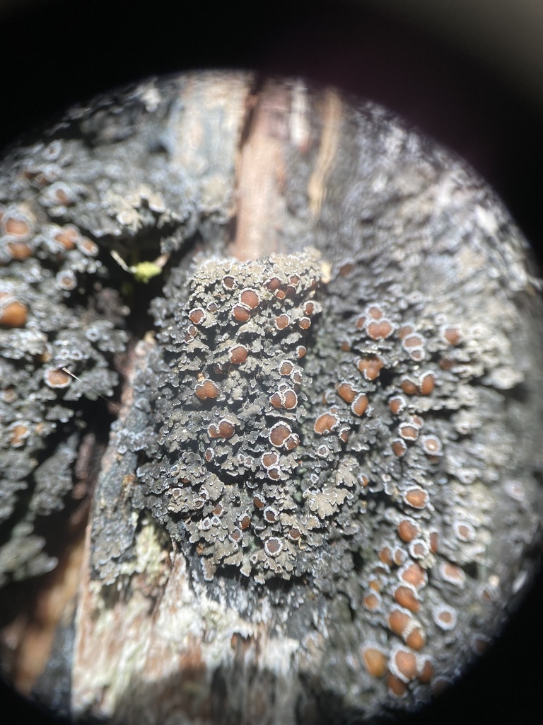 White-rimmed shingle lichen from St. James, NB, CA on August 15, 2023 ...
