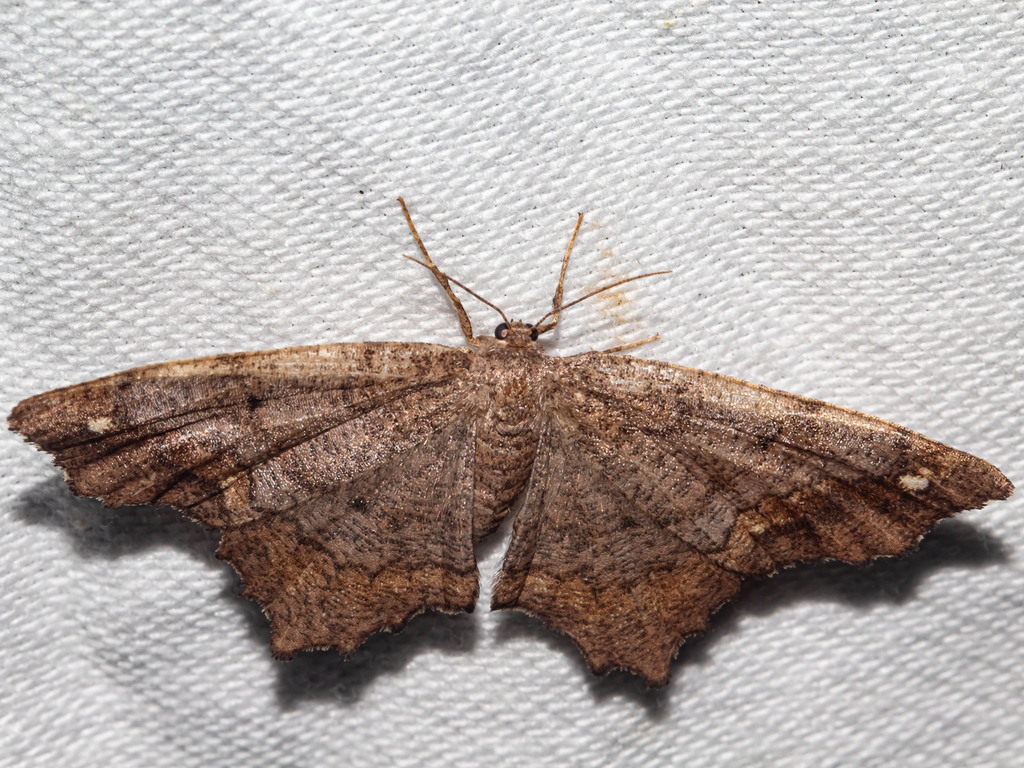 Esther Moth from Anne Arundel County, MD, USA on August 2, 2023 at 11: ...