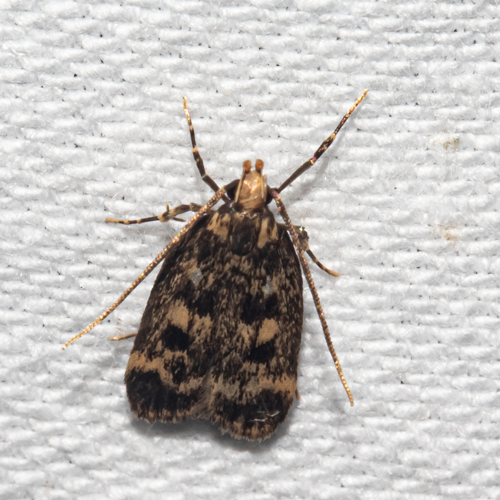 Square-spotted Martyringa Moth from Anne Arundel County, MD, USA on ...