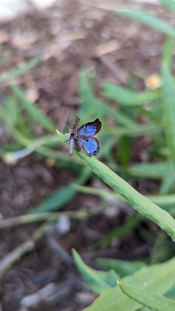 Illidge's Ant-blue from 149 Acacia Road on August 11, 2023 at 03:38 PM ...
