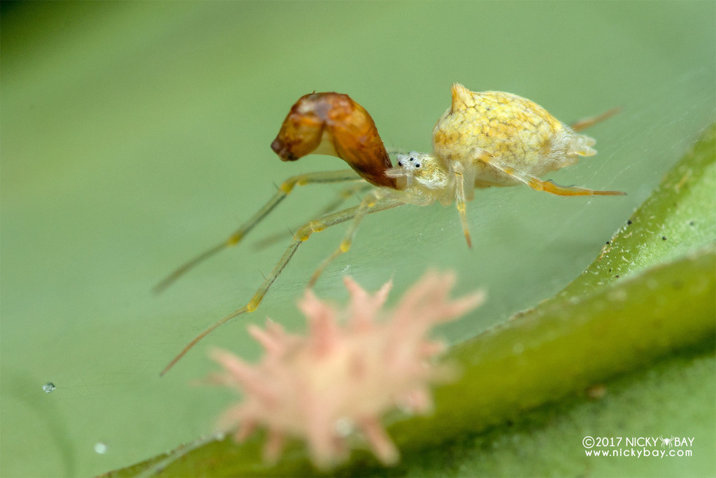 Hackled Orbweavers from Unnamed Rd,, Lahad Datu, Sabah, Malaysia on ...