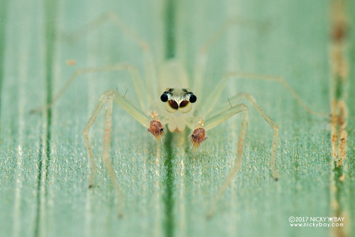 Onomastus danum · iNaturalist United Kingdom