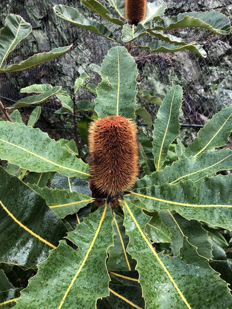 Swamp Banksia from Wickham Tce, Brisbane, QLD, AU on May 15, 2022 at 10 ...