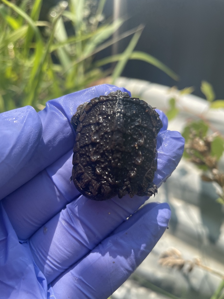 Common Snapping Turtle in August 2023 by Alexander Campbell. Released 5 ...