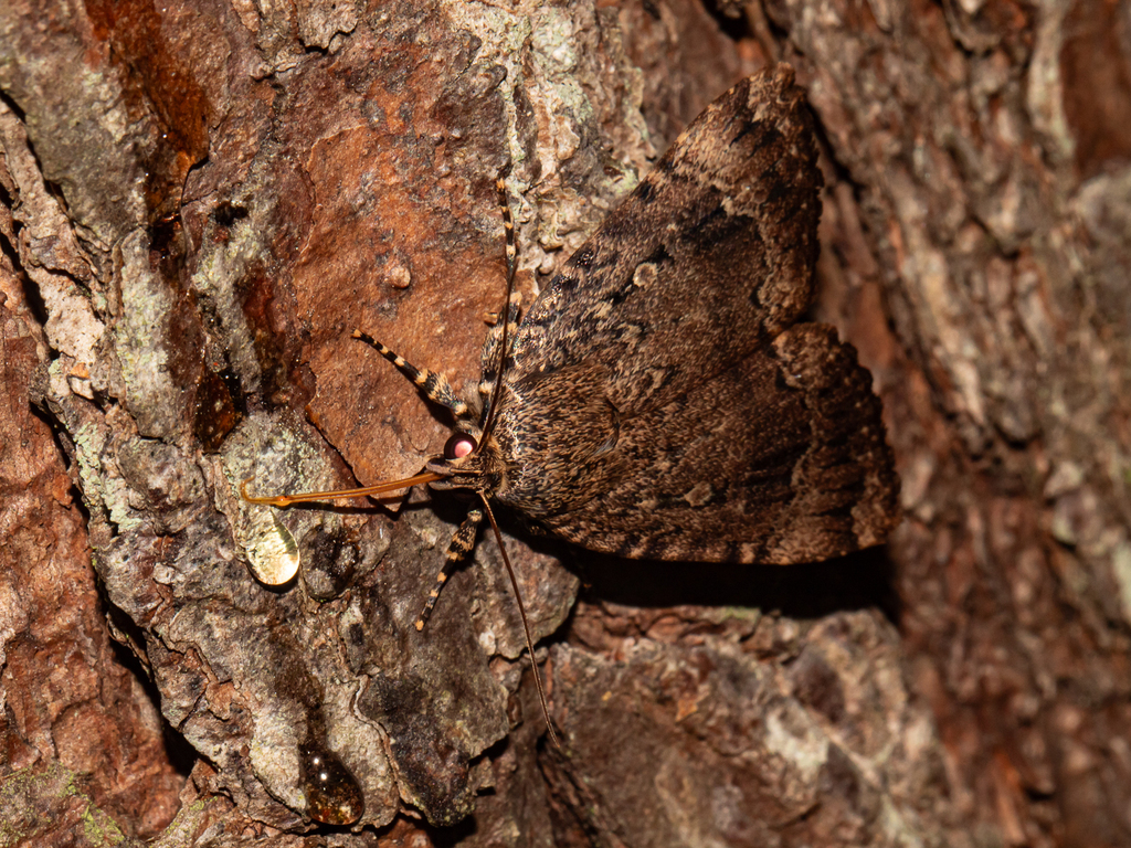American Copper Underwing from Anne Arundel County, MD, USA on August 2 ...